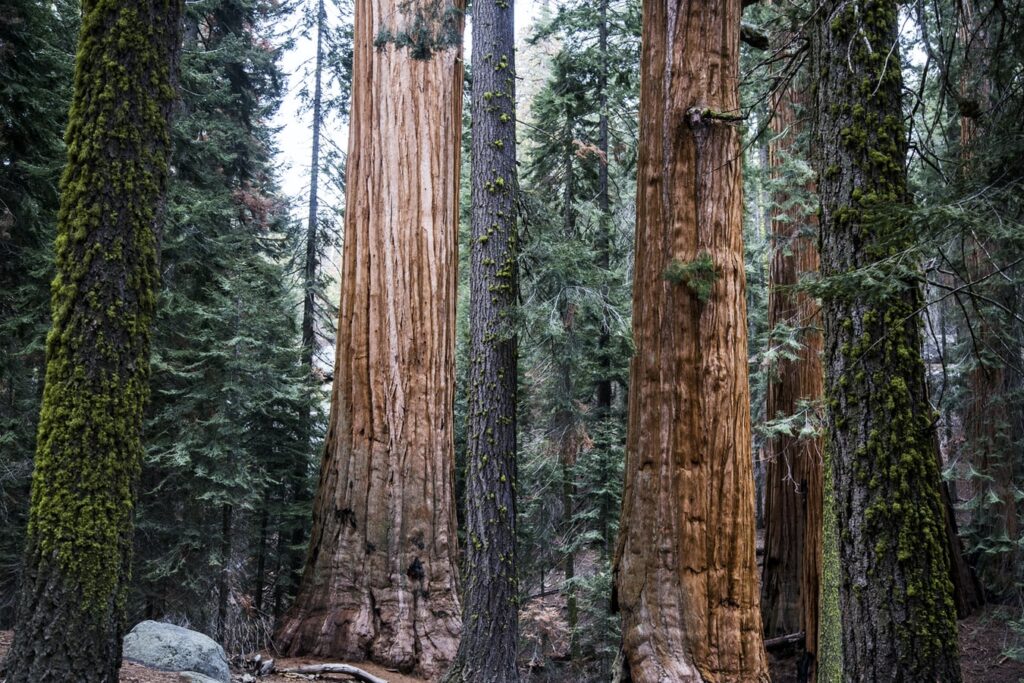 Top 10 Fastest Growing Trees in the World | WNV